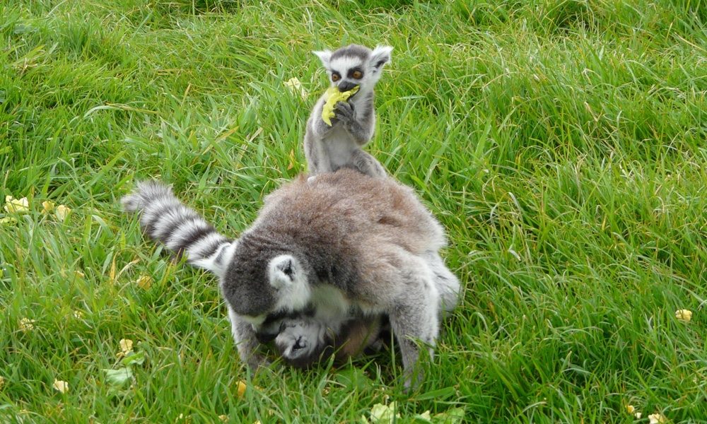Leaping Lemurs - Lake District Wildlife Park