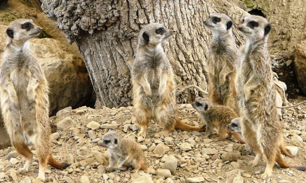 Meerkats - Lake District Wildlife Park