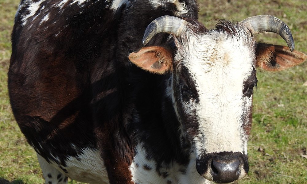 Dwarf Zebu - Lake District Wildlife Park