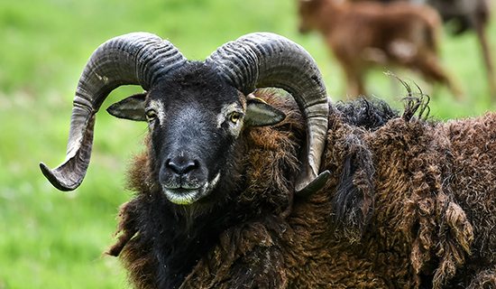 Soay Sheep - Lake District Wildlife Park