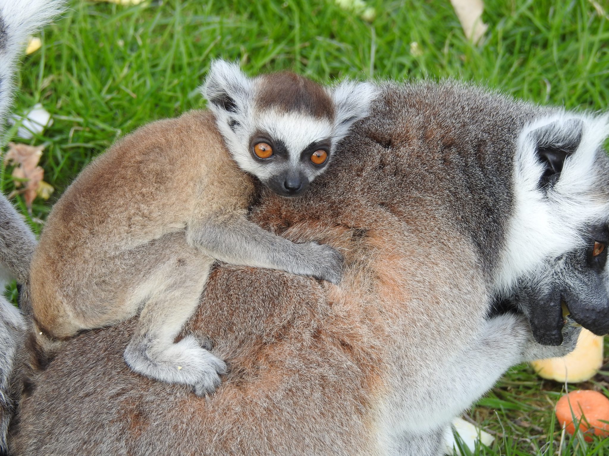 Zoo Diary: A Day In The Life Of A Lemur - Lake District Wildlife Park